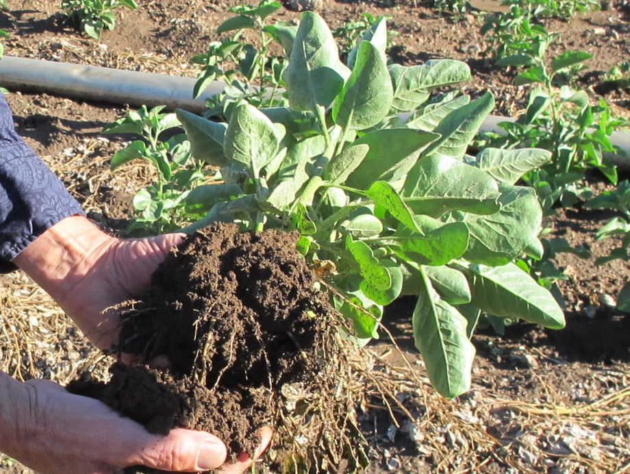 Soil Health: What Your Food Ate - Sustainable Herbs Initiative