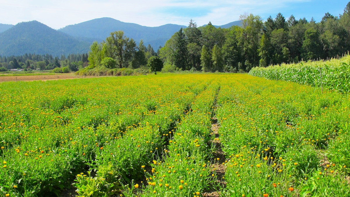 AHPA 10th Botanical Congress - Sustainable Herbs Initiative