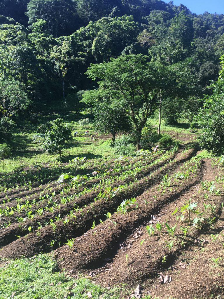 Costa Rica Regenerative Farm Visit - Sustainable Herbs Initiative