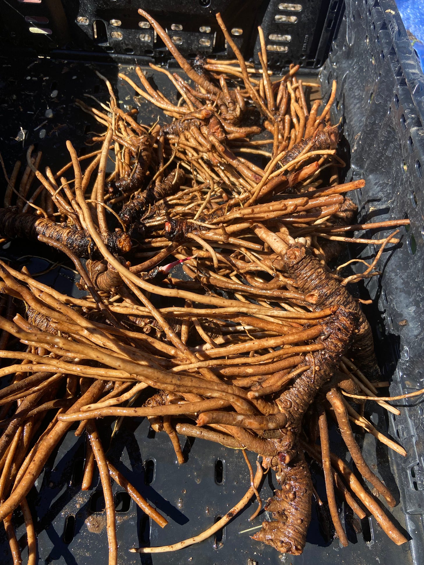 Yerba Mansa - Sustainable Herbs Initiative